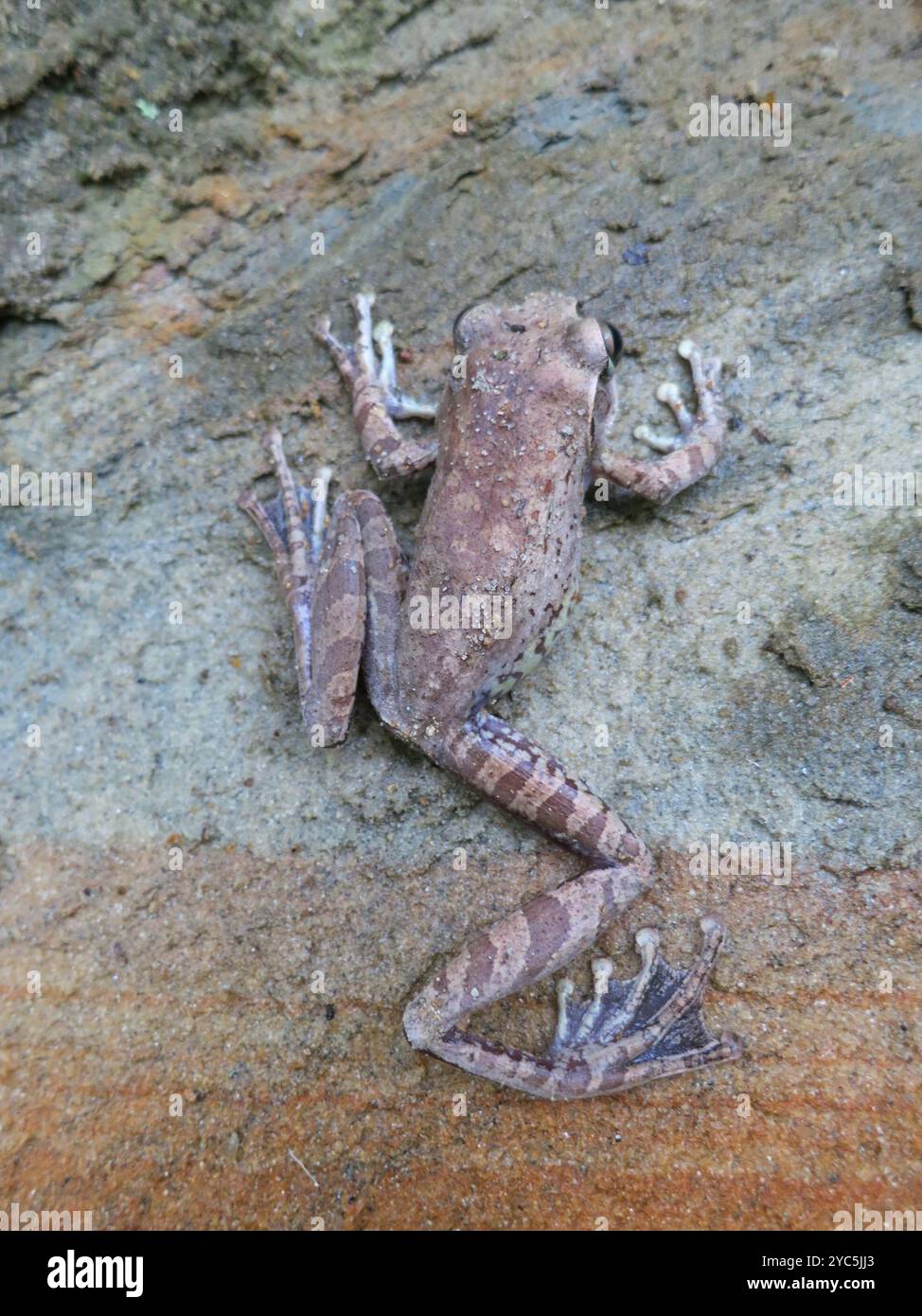 Western Bright-eyed Frog (Boophis doulioti) Amphibia Stock Photo - Alamy