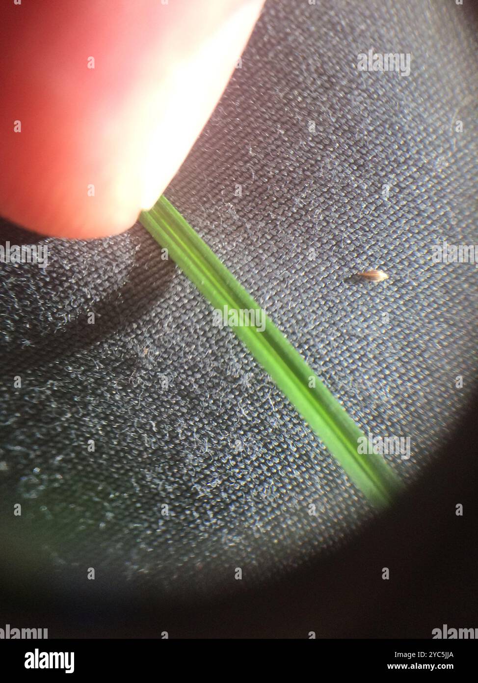 Round-spike Brownish Sedge (Carex brunnescens sphaerostachya) Plantae Stock Photo - Alamy