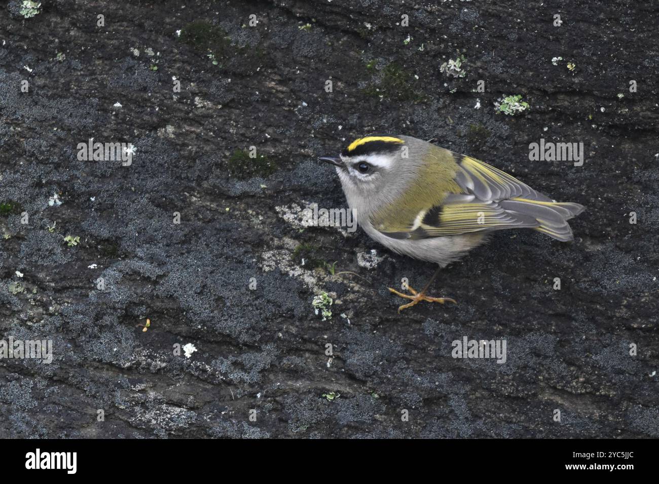 Golden-crowned Kinglet (Regulus satrapa) Aves Stock Photo - Alamy