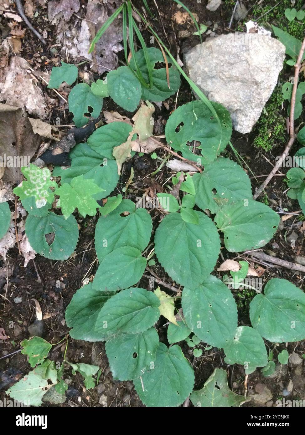 Round-leaved Violet (Viola rotundifolia) Plantae Stock Photo - Alamy