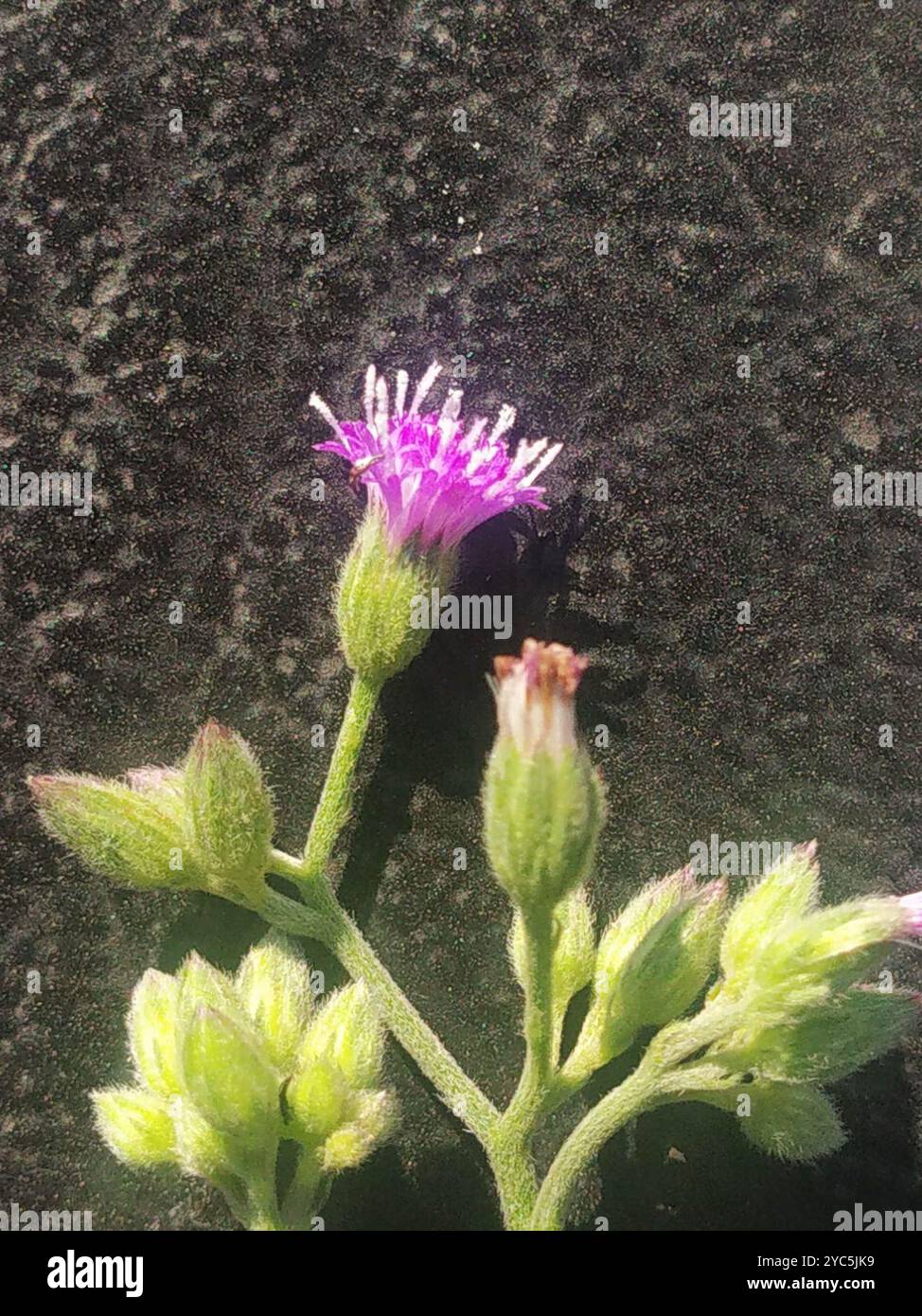 little ironweed (Cyanthillium cinereum) Plantae Stock Photo - Alamy