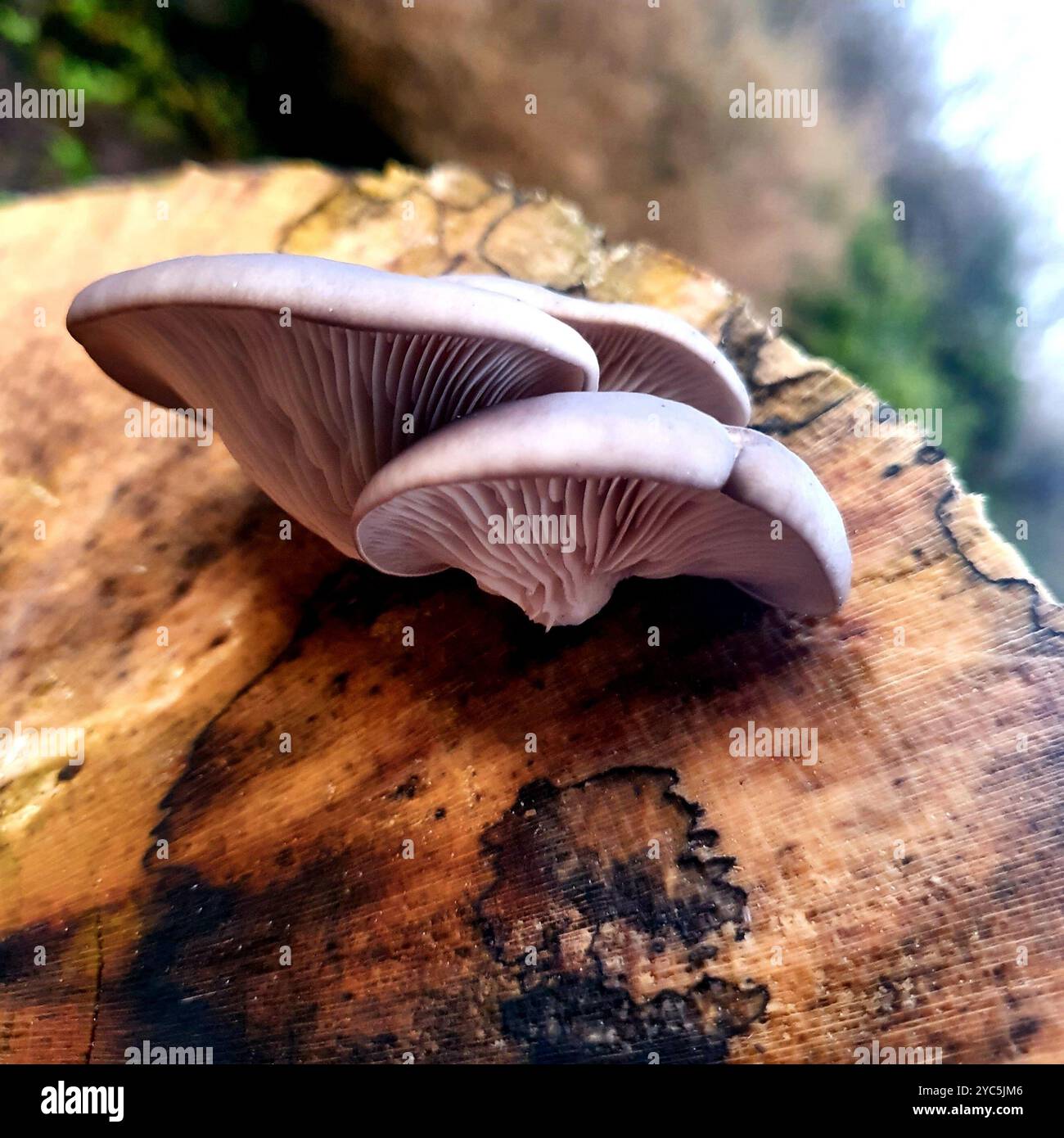 Lilac oysterling (Panus conchatus) Fungi Stock Photo - Alamy