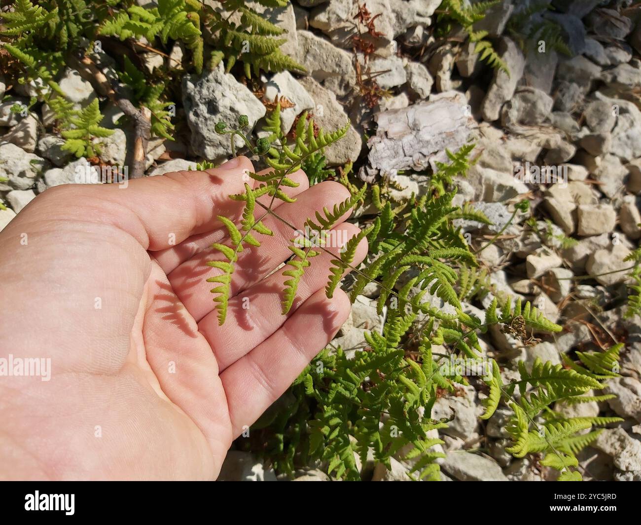 limestone oak fern (Gymnocarpium robertianum) Plantae Stock Photo - Alamy