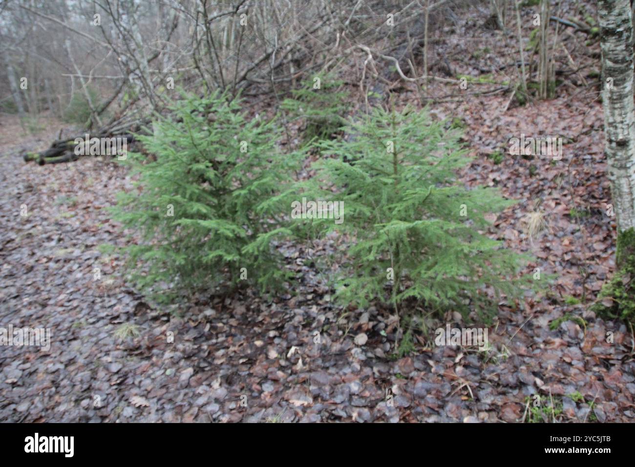 Norway spruce (Picea abies) Plantae Stock Photo - Alamy