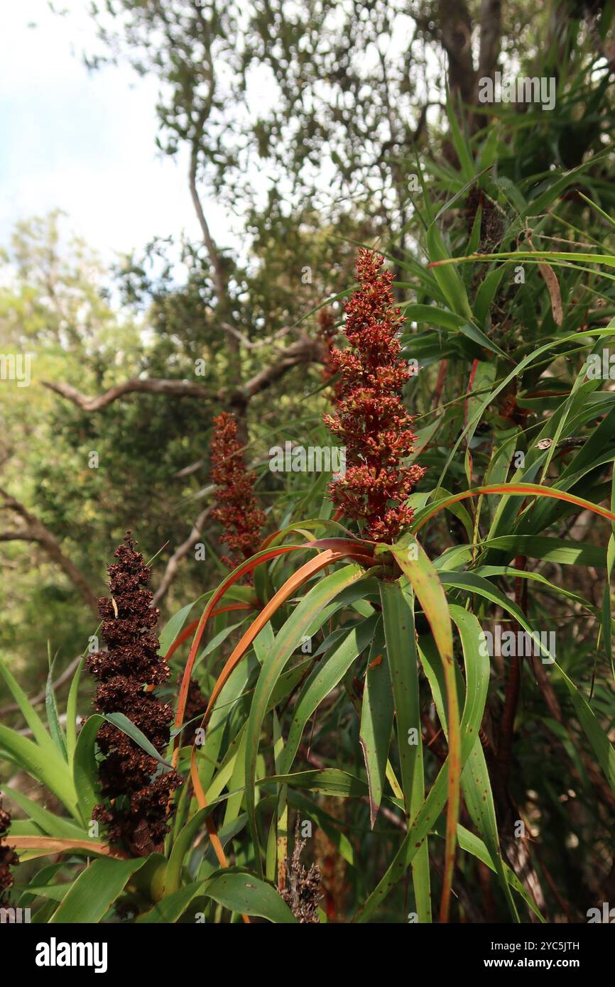 Dragon Heath (Richea dracophylla) Plantae Stock Photo - Alamy