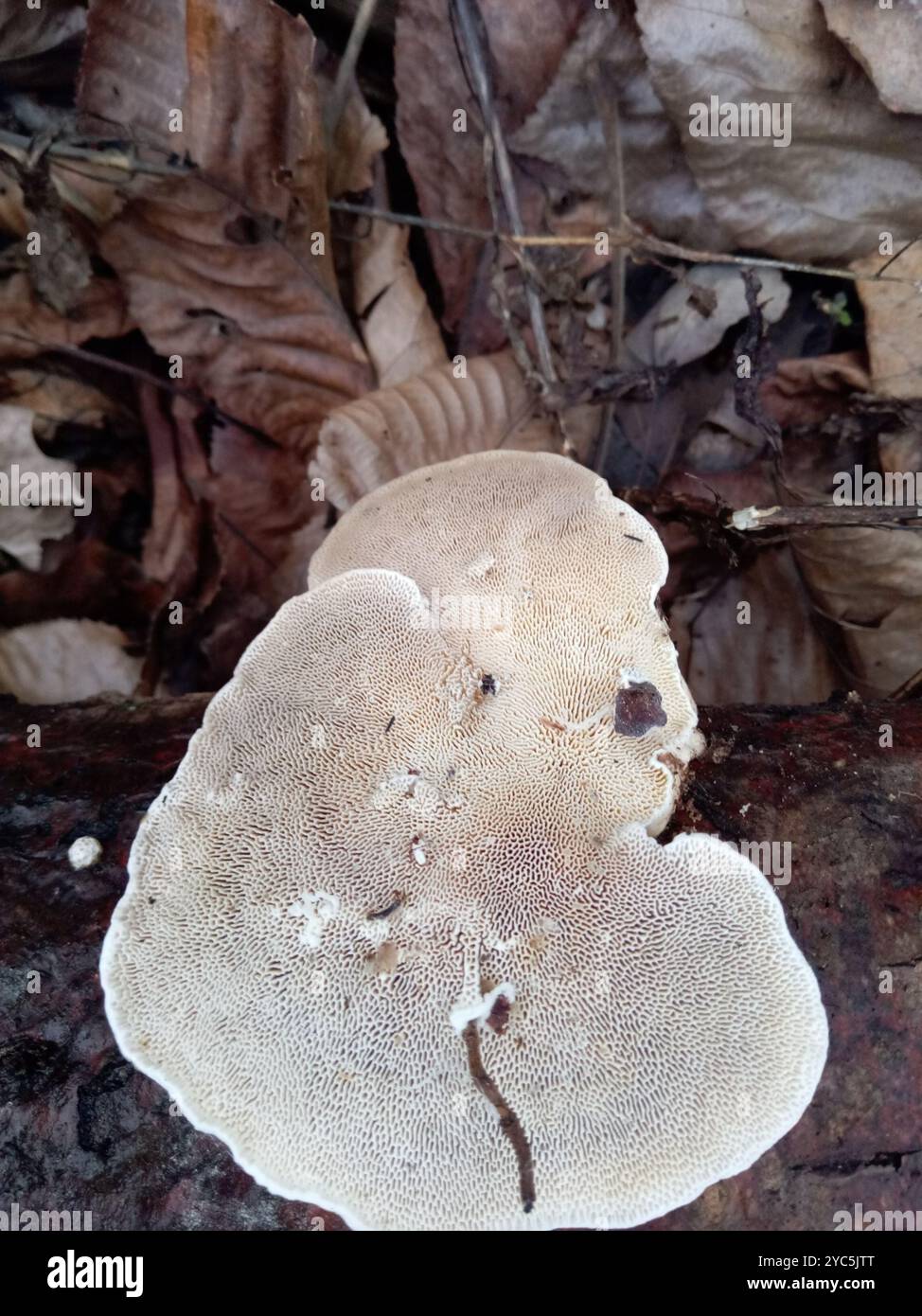 Lumpy Bracket (Trametes gibbosa) Fungi Stock Photo - Alamy