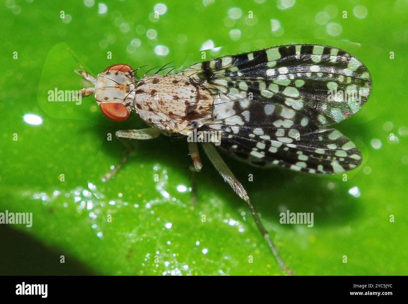 Spotted Marsh Fly (Trypetoptera punctulata) Insecta Stock Photo - Alamy