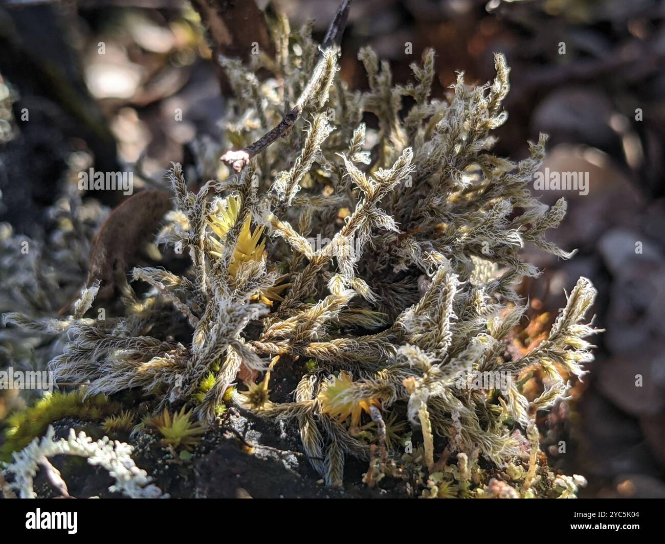Woolly Fringe-moss (Racomitrium lanuginosum) Plantae Stock Photo - Alamy