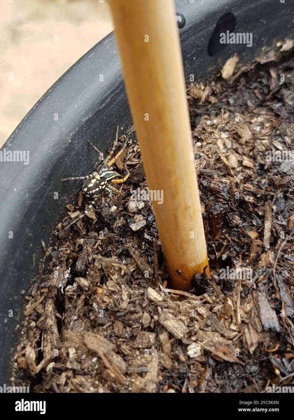 Spotted Ground Swift Spider (Nyssus coloripes) Arachnida Stock Photo ...