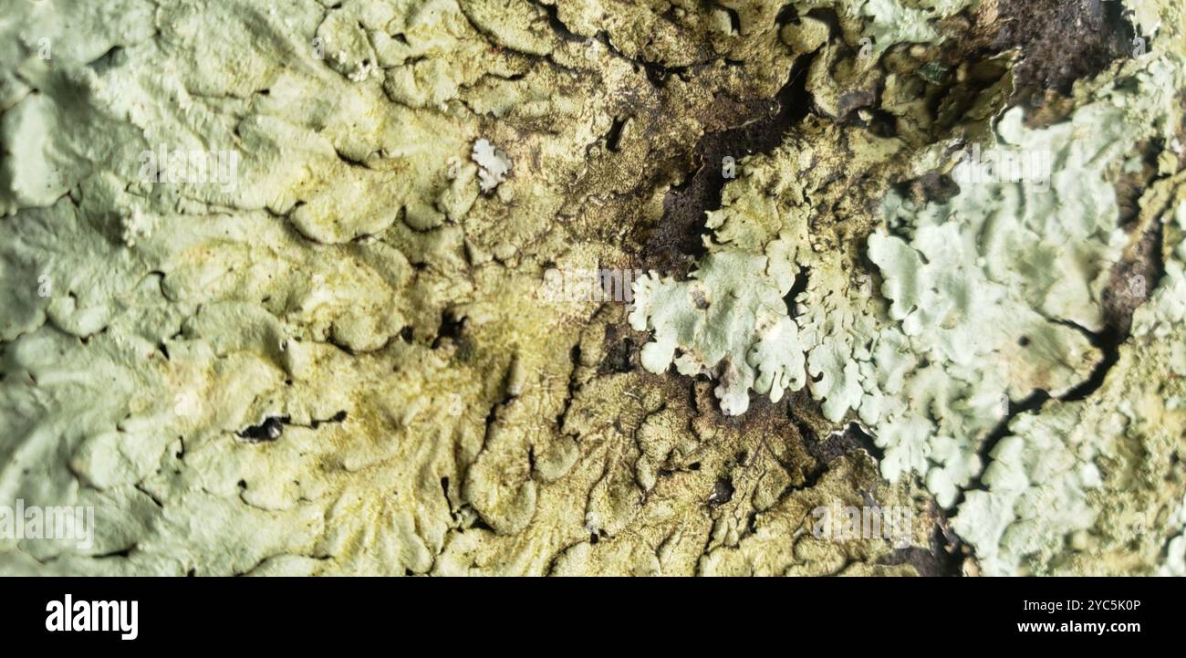 rock greenshield lichen (Flavoparmelia baltimorensis) Fungi Stock Photo ...