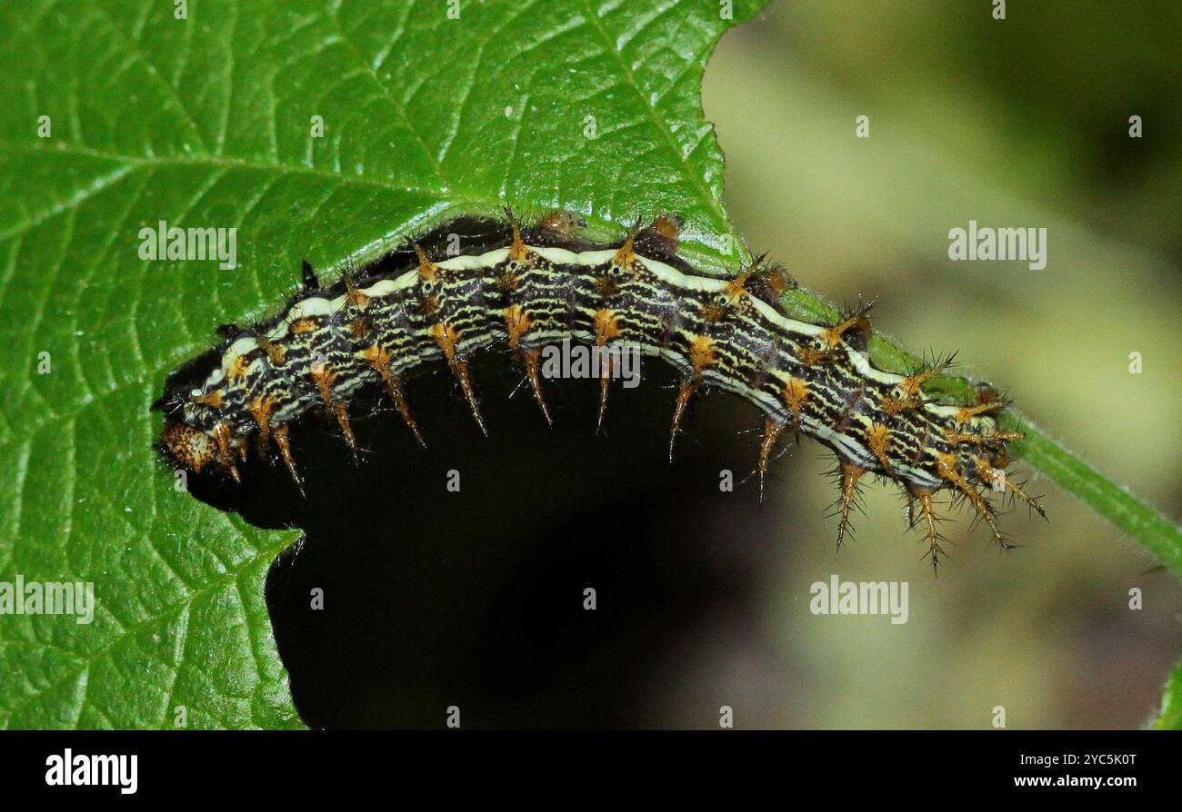 Marbled Fritillary (Brenthis daphne) Insecta Stock Photo - Alamy