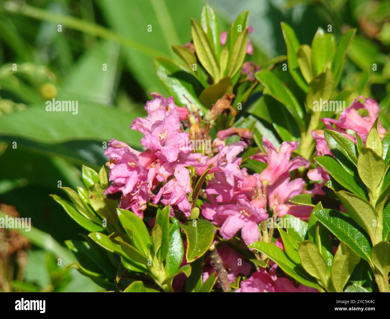Rusty-leaved Alpenrose (Rhododendron ferrugineum) Plantae Stock Photo ...