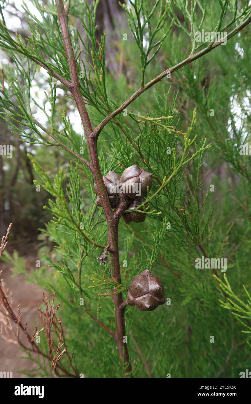 Oyster Bay cypress-pine (Callitris rhomboidea) Plantae Stock Photo - Alamy