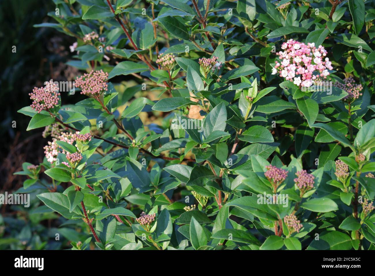 Laurustinus viburnum (Viburnum tinus) Plantae Stock Photo - Alamy