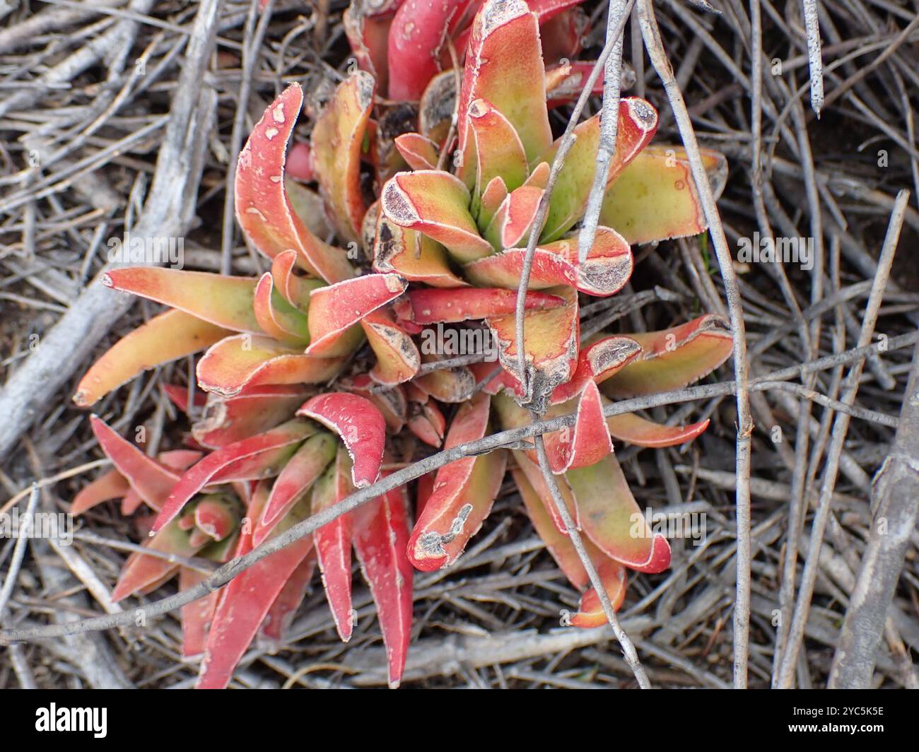 (Crassula capitella thyrsiflora) Plantae Stock Photo - Alamy