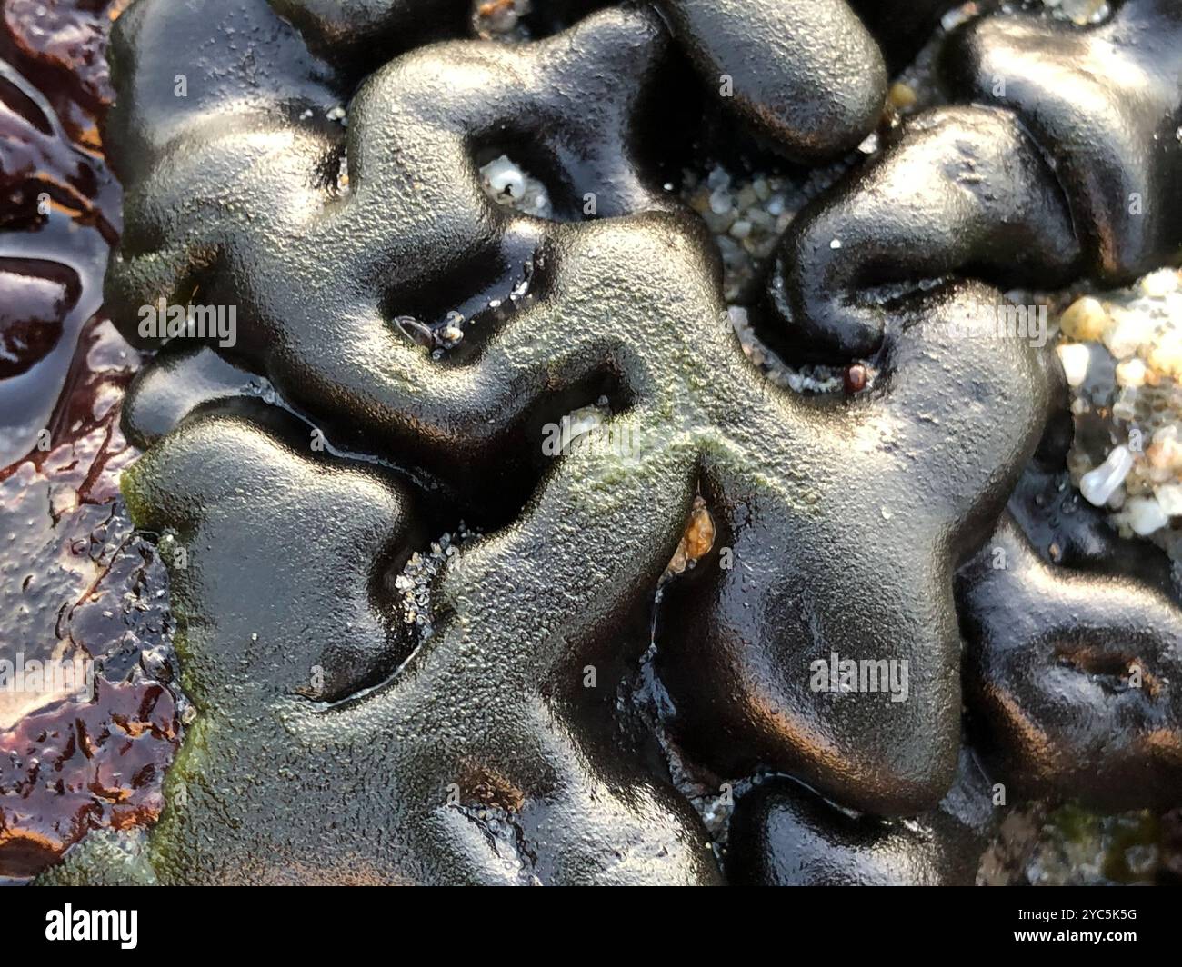 green spongy cushion (Codium setchellii) Plantae Stock Photo - Alamy