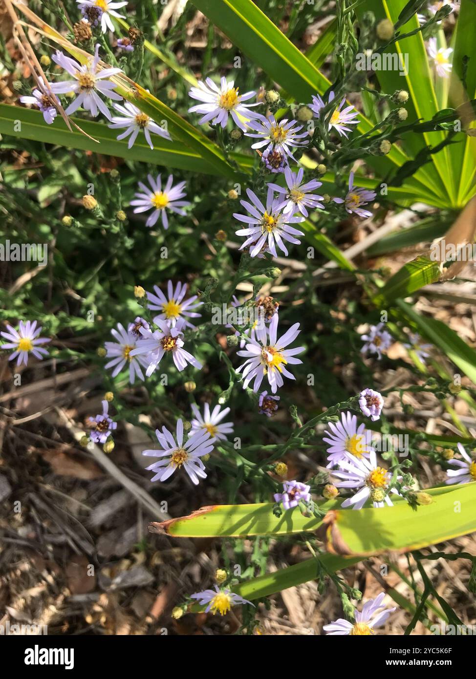Scaleleaf Aster (Symphyotrichum adnatum) Plantae Stock Photo - Alamy