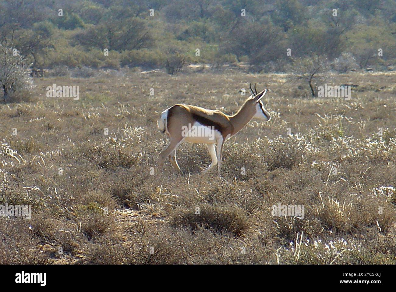 Karoo Springbok (Antidorcas marsupialis marsupialis) Mammalia Stock ...