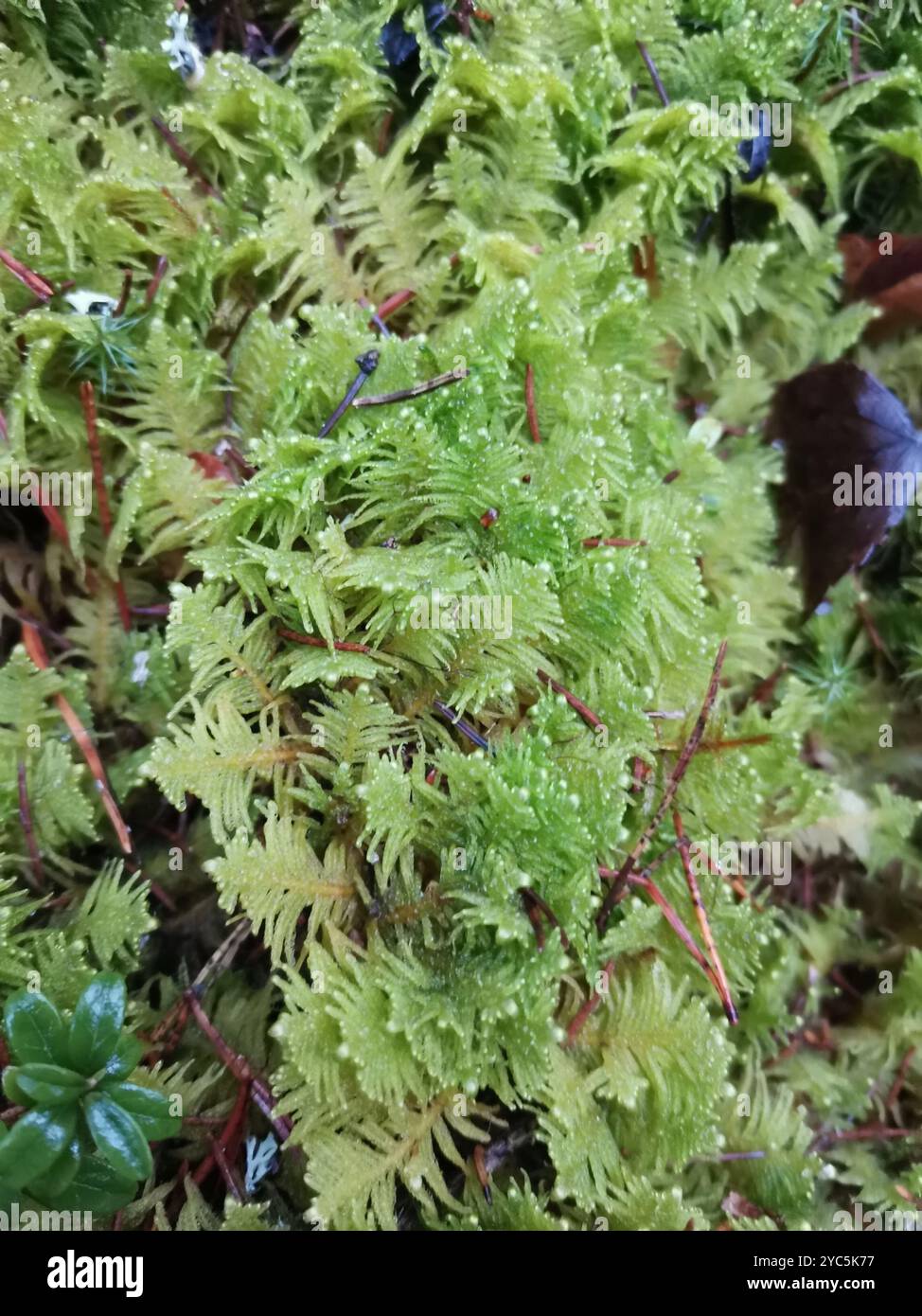 Ostrich-plume Moss (Ptilium crista-castrensis) Plantae Stock Photo - Alamy