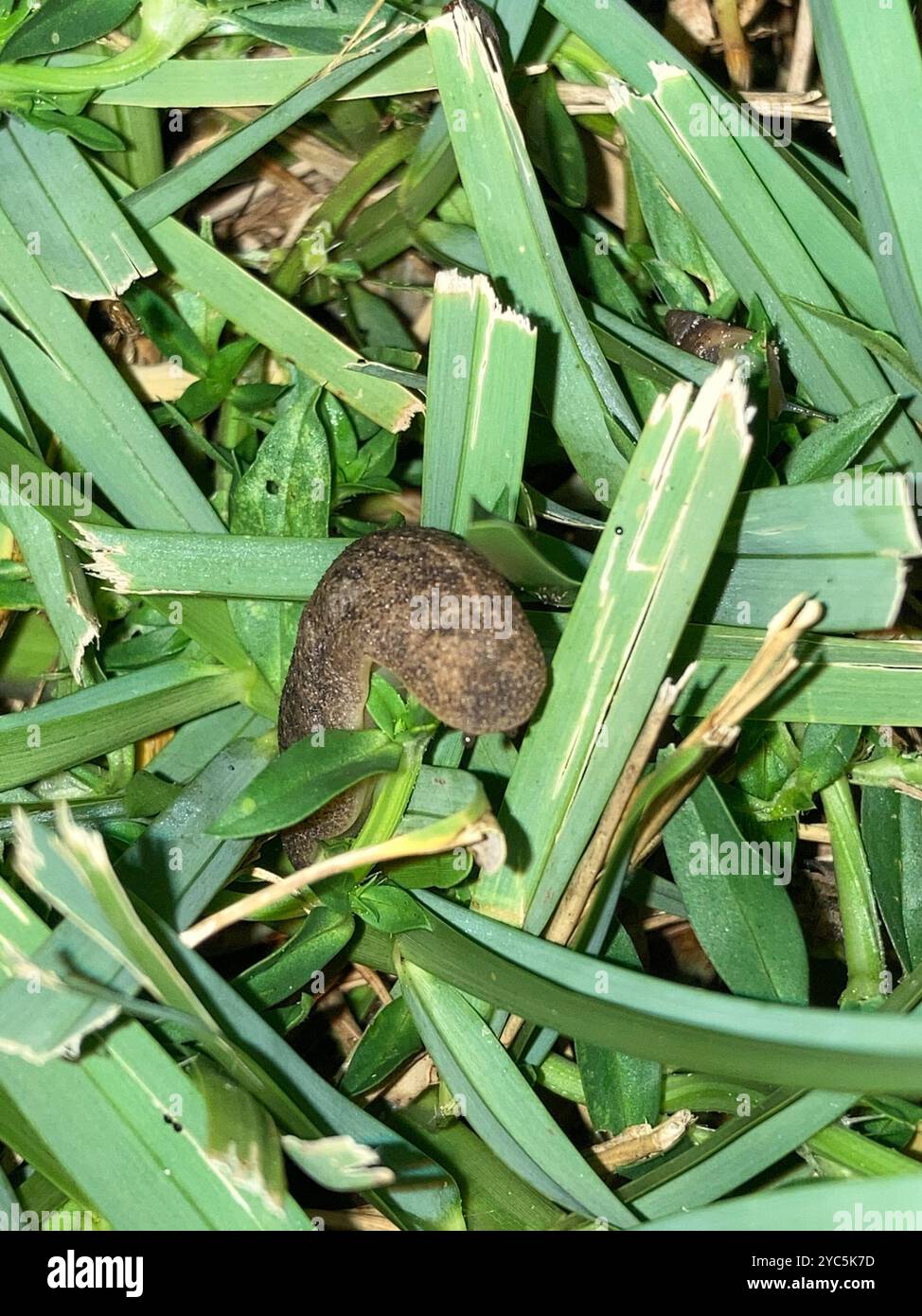 Florida Leatherleaf Slug (Leidyula floridana) Mollusca Stock Photo - Alamy