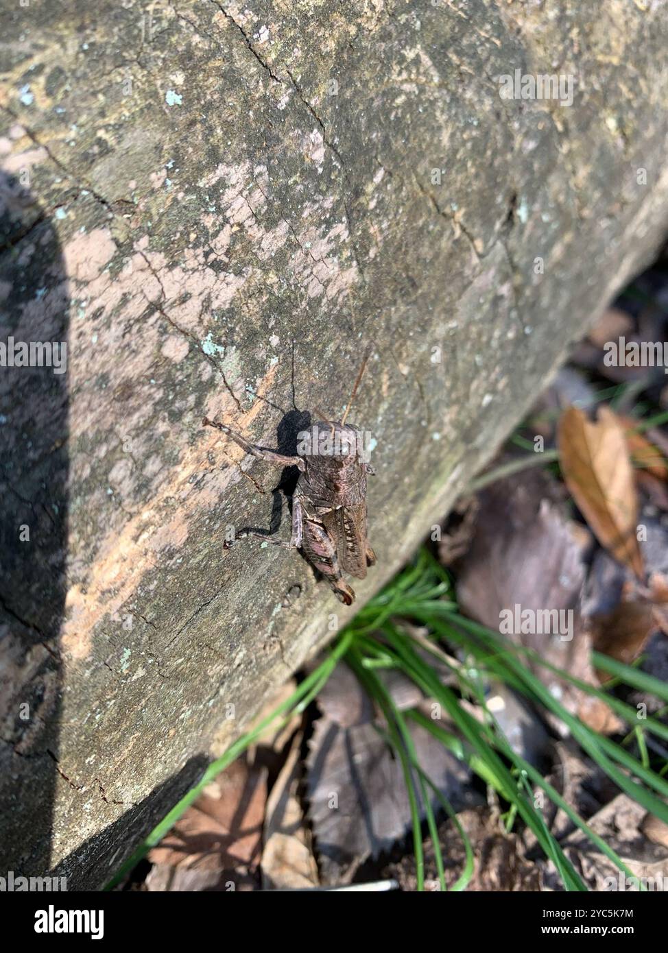 Ponderous Spur-throat Grasshopper (Melanoplus ponderosus) Insecta Stock ...