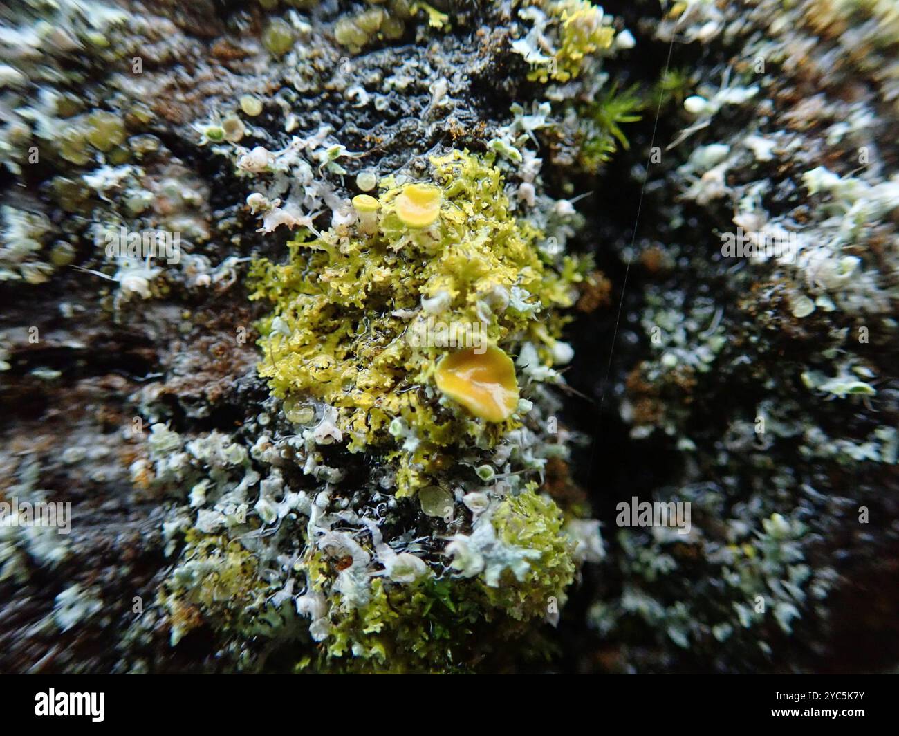 Pin-cushion Sunburst Lichen (Polycauliona polycarpa) Fungi Stock Photo ...