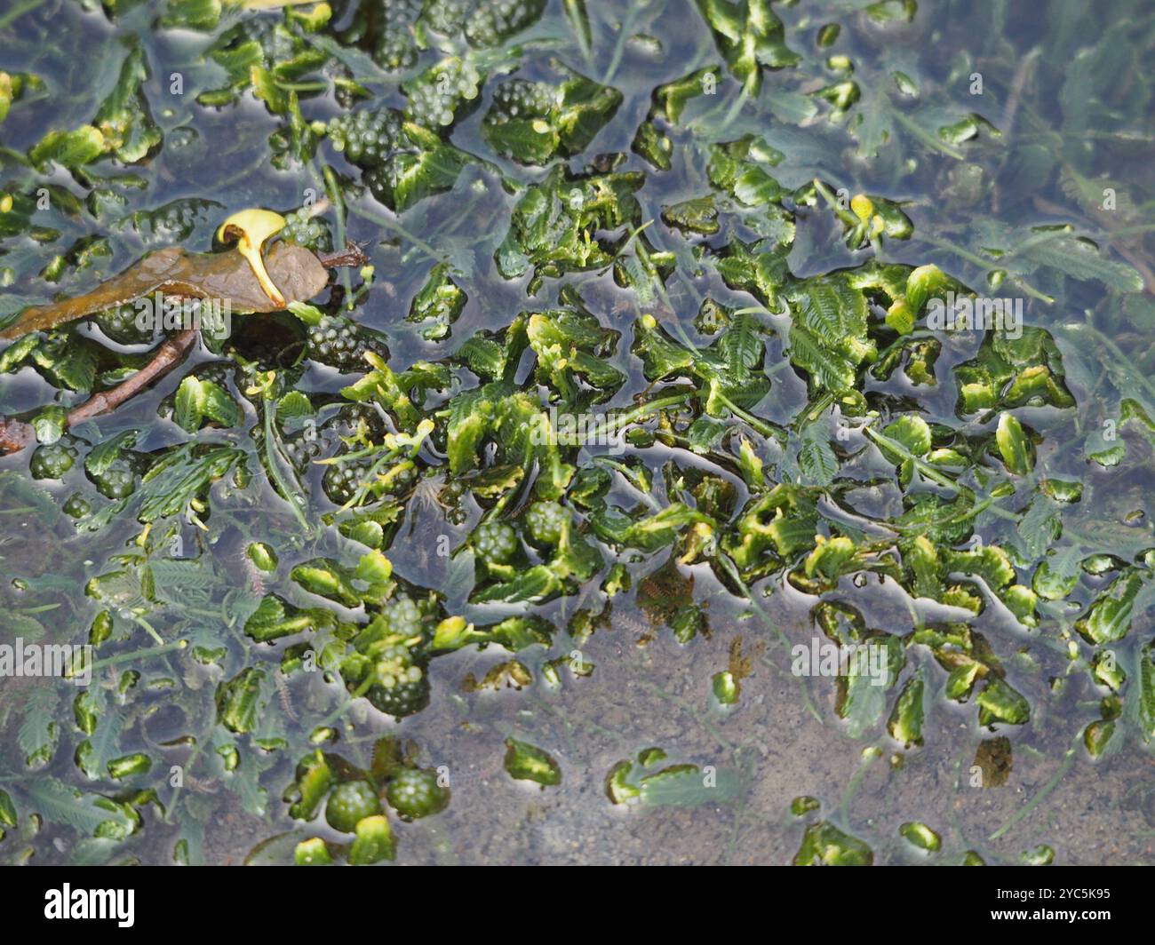 Green Feather Alga (Caulerpa sertularioides) Plantae Stock Photo - Alamy