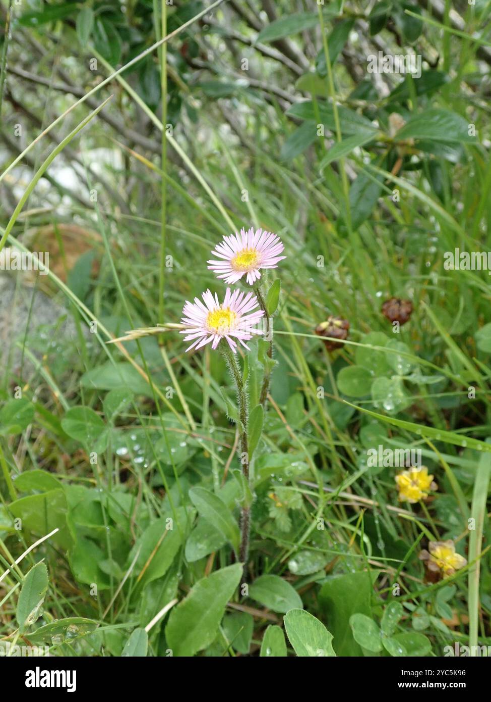 Alpine fleabane (Erigeron alpinus) Plantae Stock Photo - Alamy