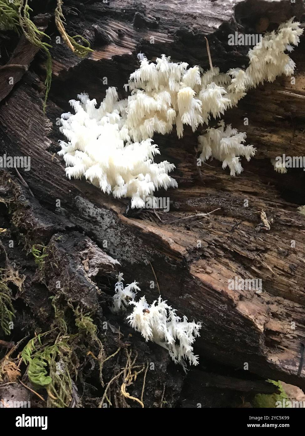 Coral tooth fungus (Hericium coralloides) Fungi Stock Photo - Alamy