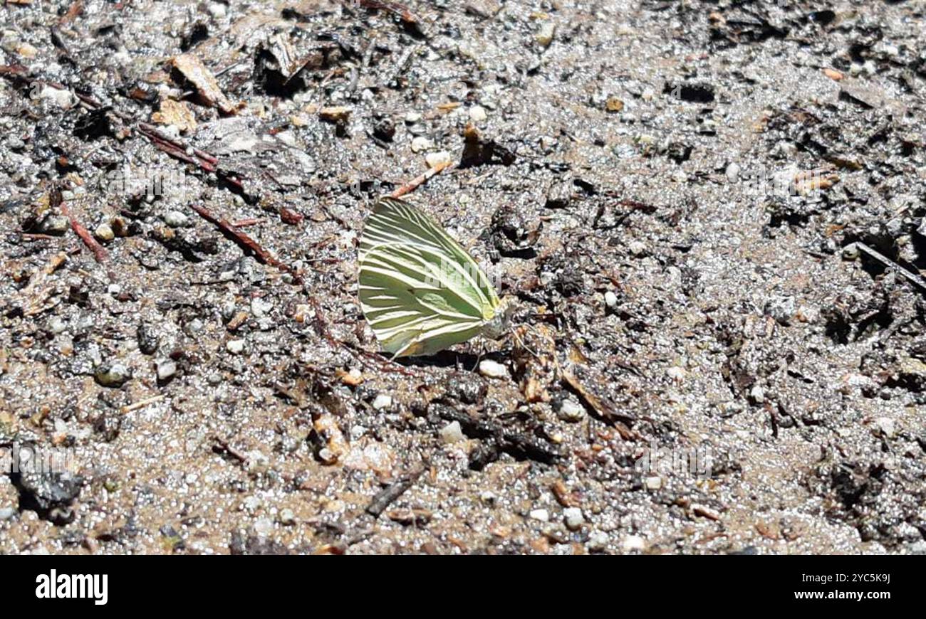 Clean Mimic-White (Pseudopieris nehemia) Insecta Stock Photo - Alamy