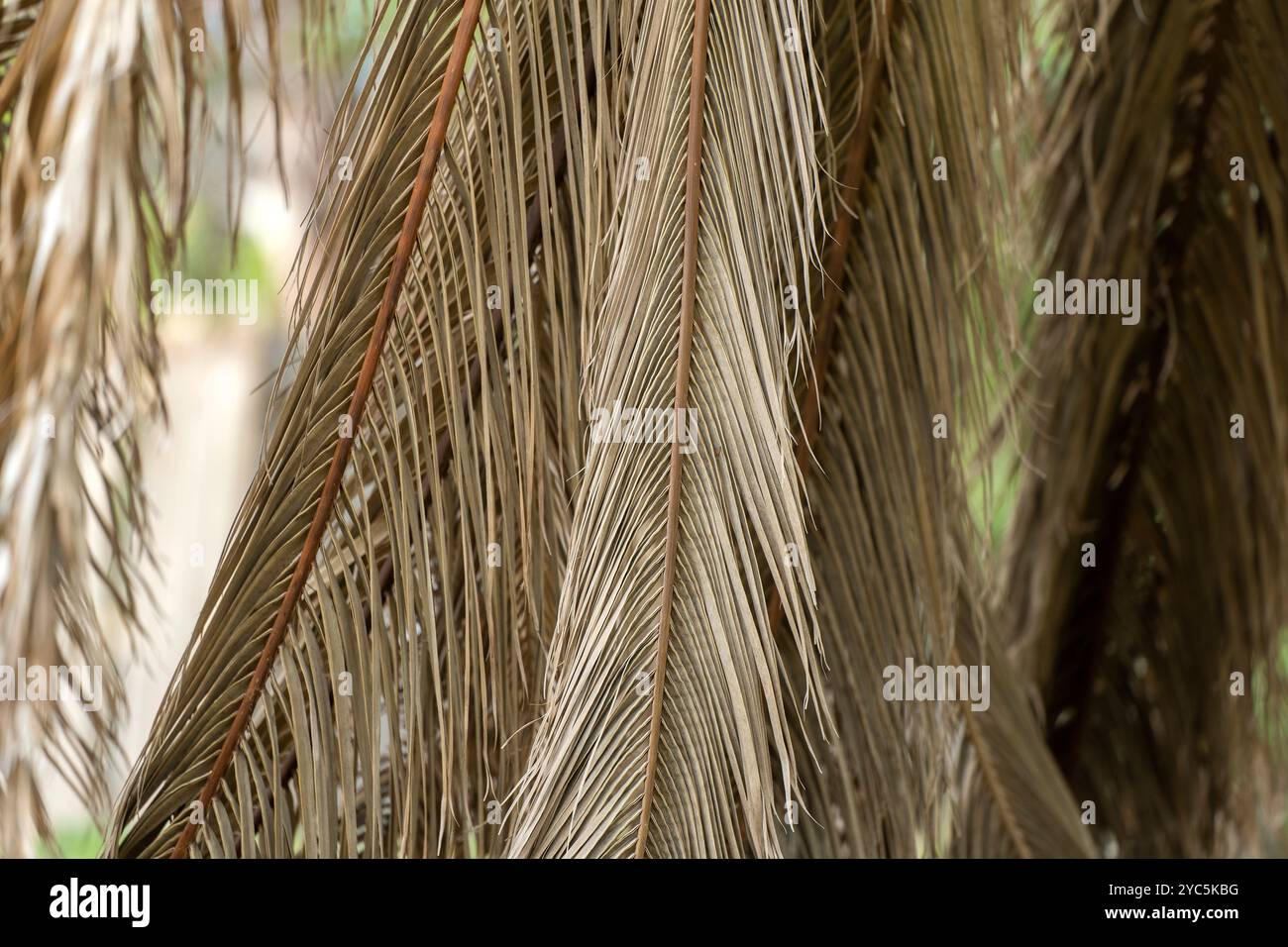 Dry dead palm tree on Florida home backyard Stock Photo - Alamy