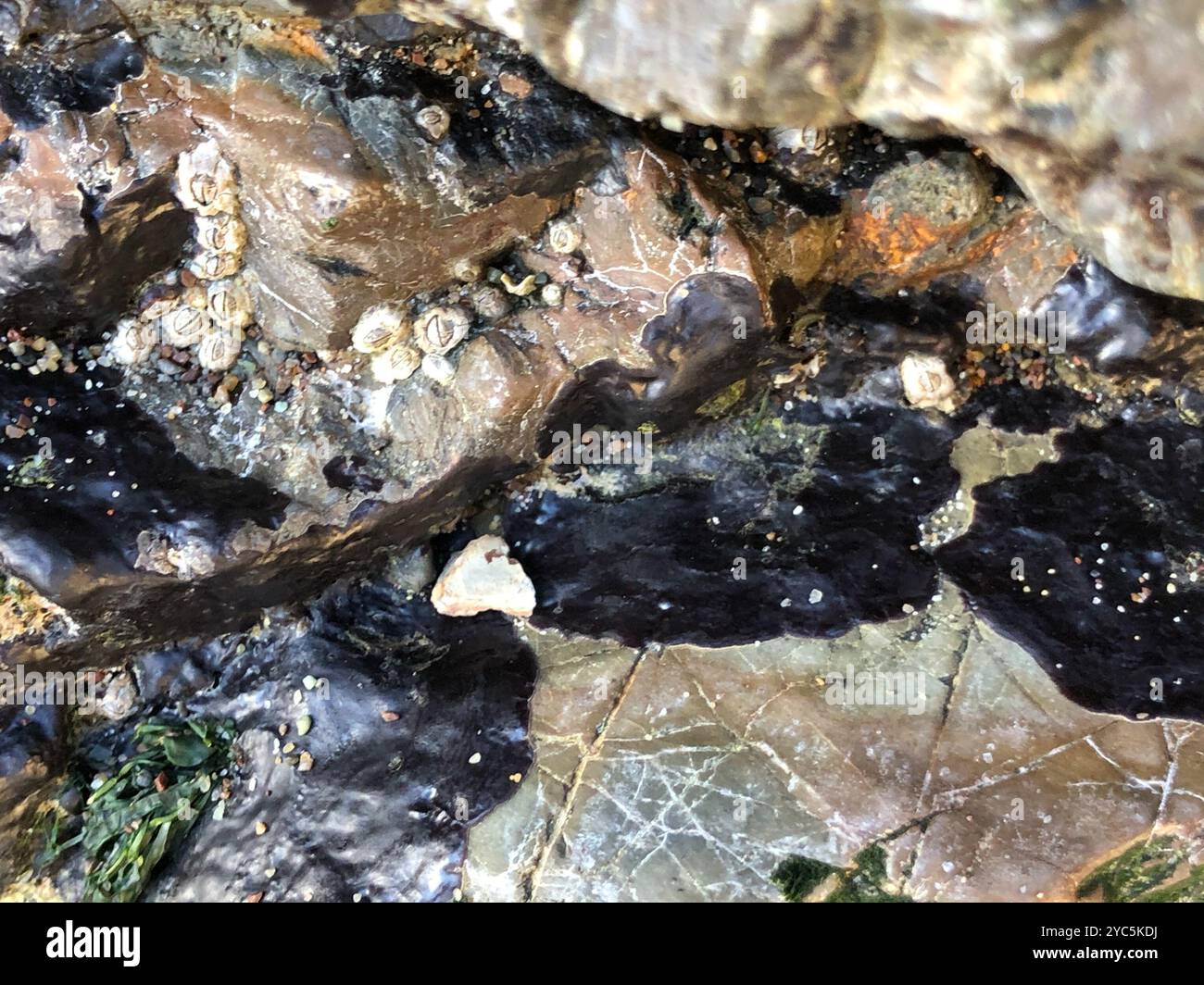 green spongy cushion (Codium setchellii) Plantae Stock Photo - Alamy