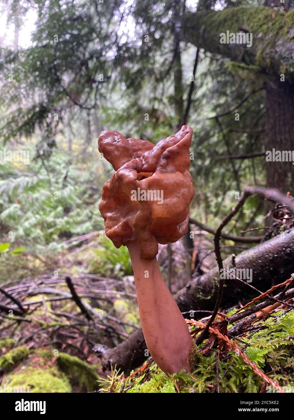 Saddle-shaped False Morel (Gyromitra infula) Fungi Stock Photo - Alamy