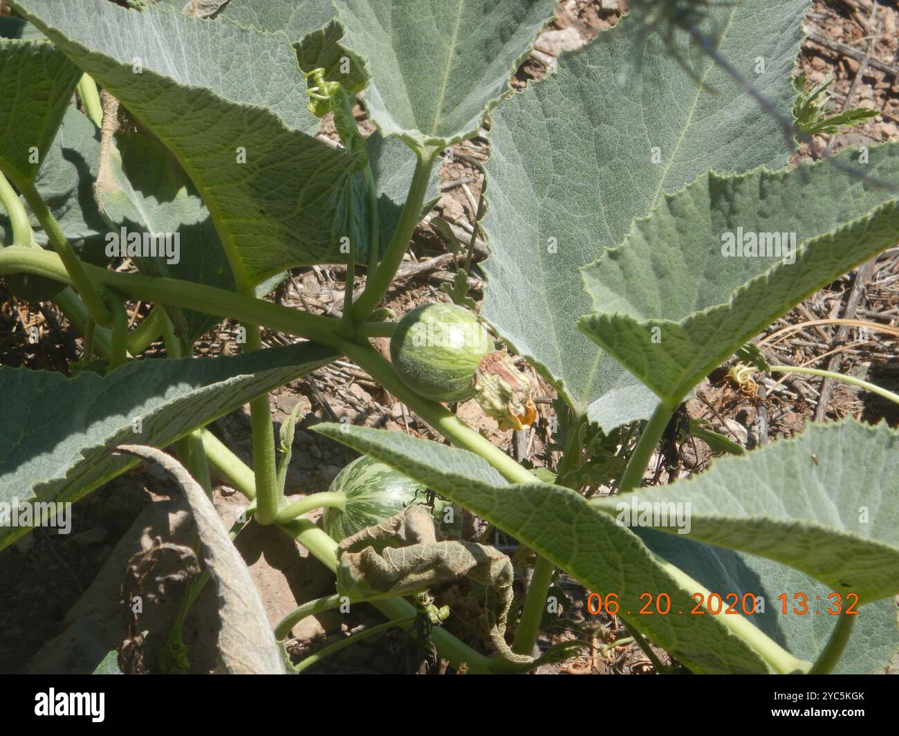 Buffalo Gourd (Cucurbita foetidissima) Plantae Stock Photo - Alamy