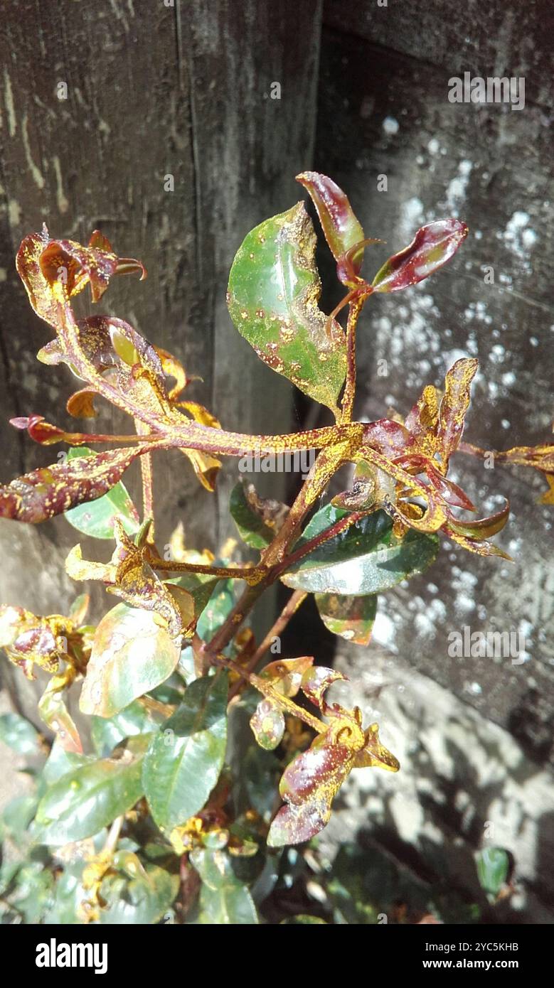 Myrtle Rust (Austropuccinia psidii) Fungi Stock Photo - Alamy