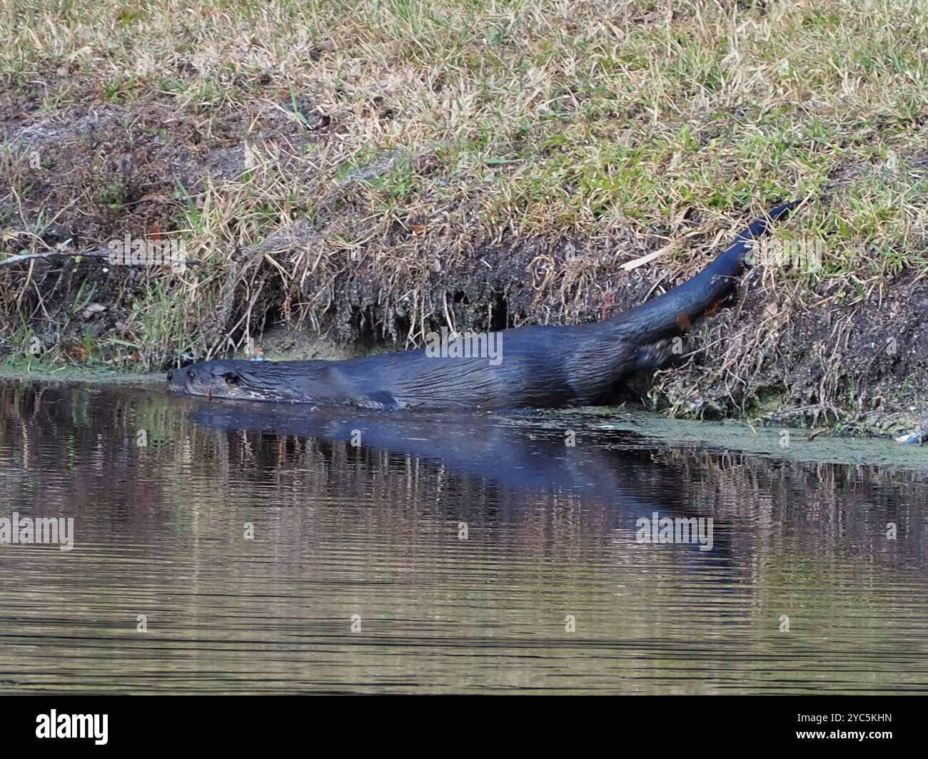 North American River Otter (Lontra canadensis) Mammalia Stock Photo - Alamy