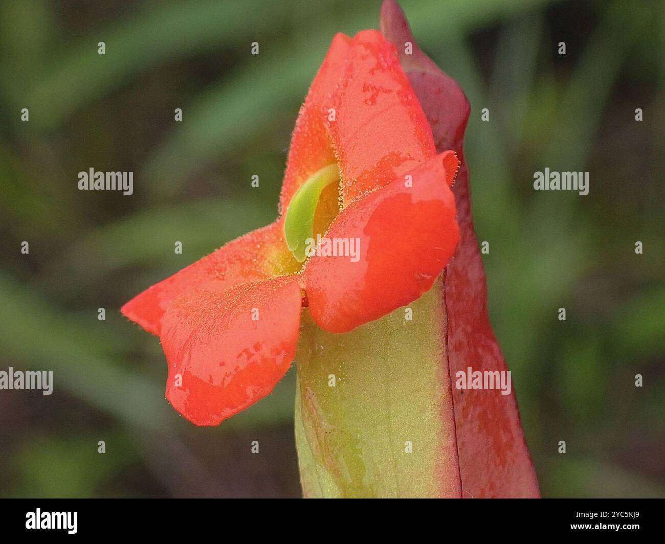 Scarlet Inkflower (Harveya bolusii) Plantae Stock Photo - Alamy