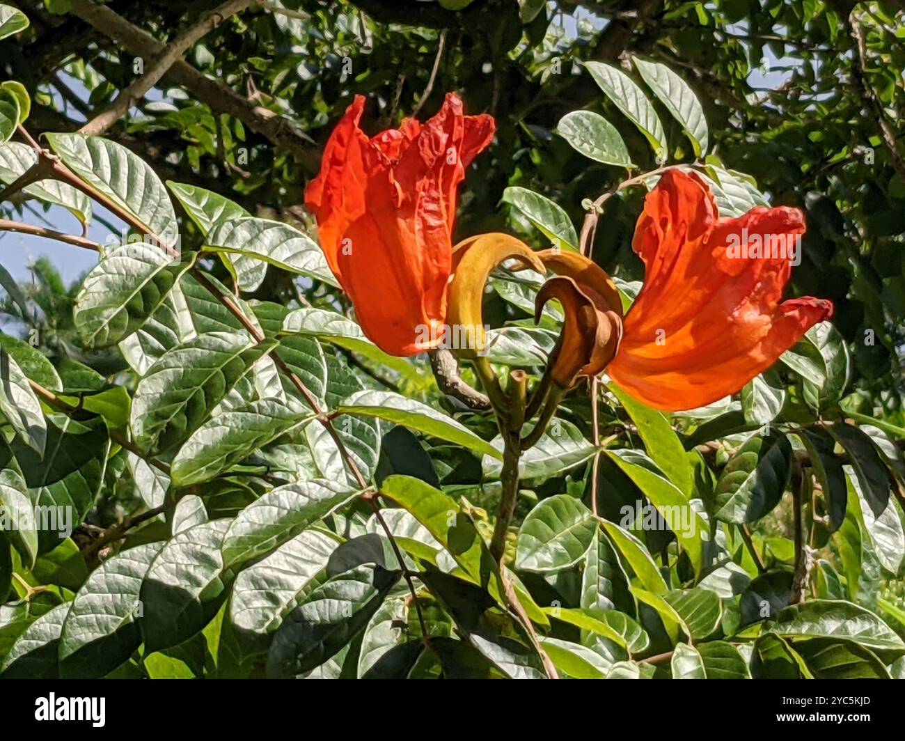 African tulip tree (Spathodea campanulata) Plantae Stock Photo - Alamy