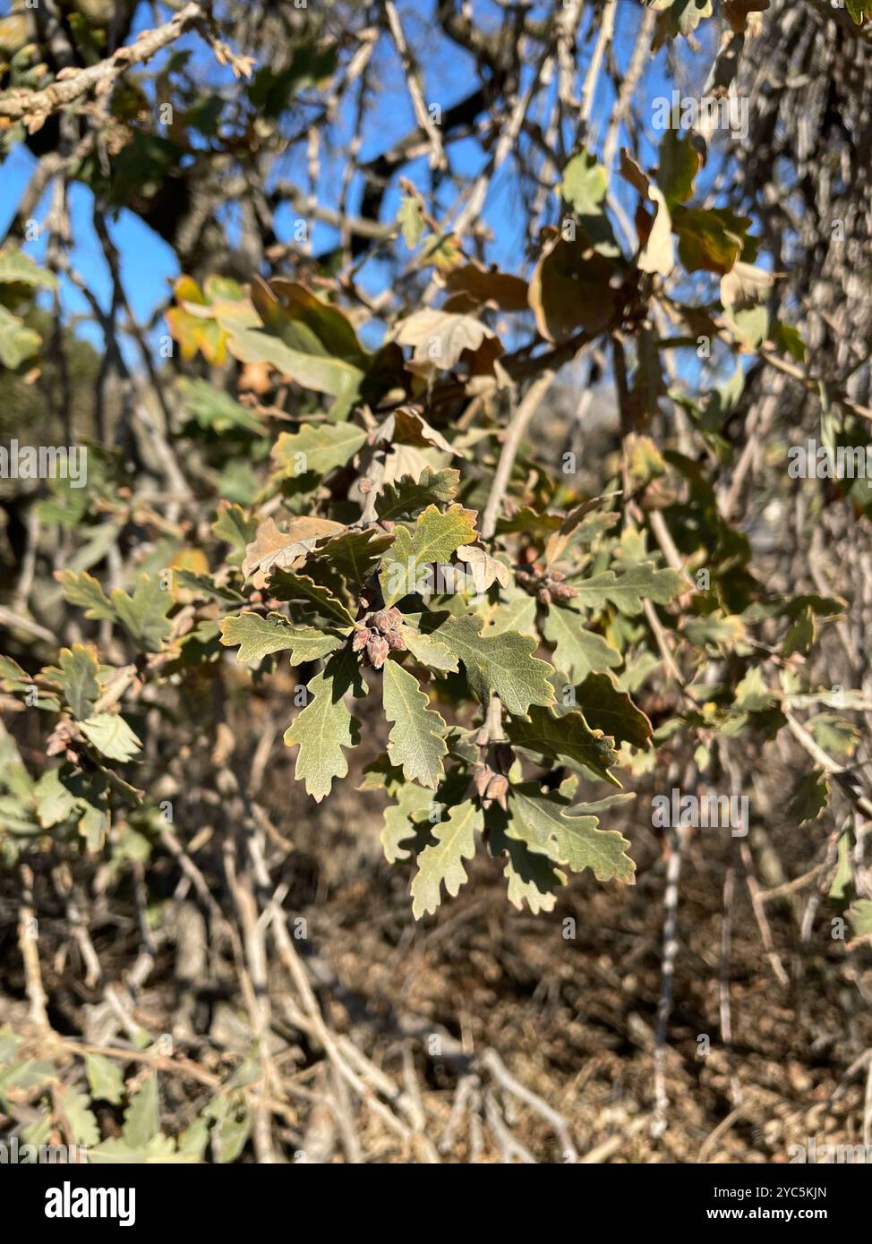 valley oak (Quercus lobata) Plantae Stock Photo - Alamy