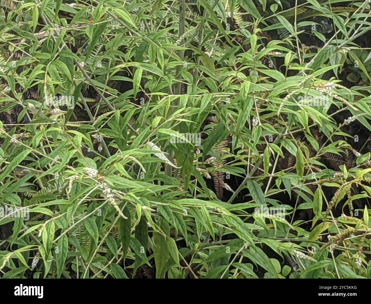 Asiatic butterfly-bush (Buddleja asiatica) Plantae Stock Photo - Alamy
