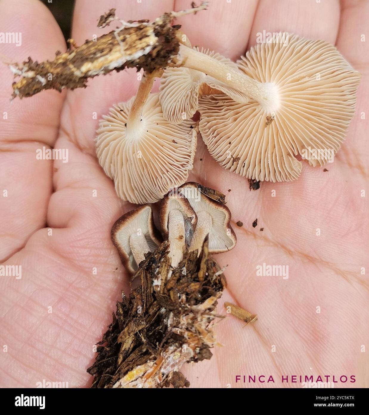 (Collybiopsis gibbosa) Fungi Stock Photo - Alamy