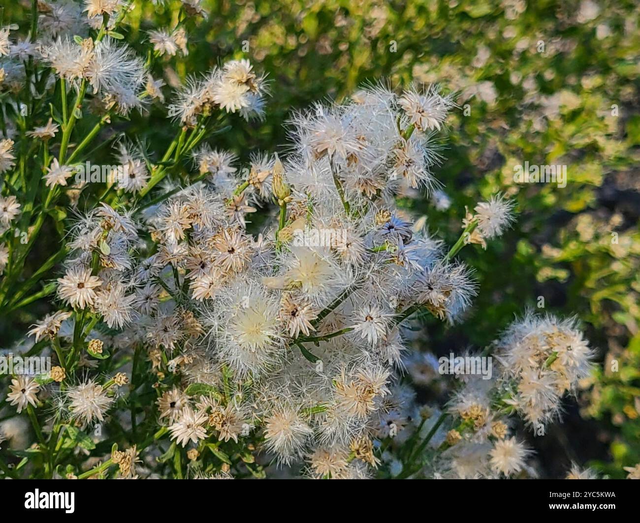 Desert Broom (Baccharis sarothroides) Plantae Stock Photo - Alamy
