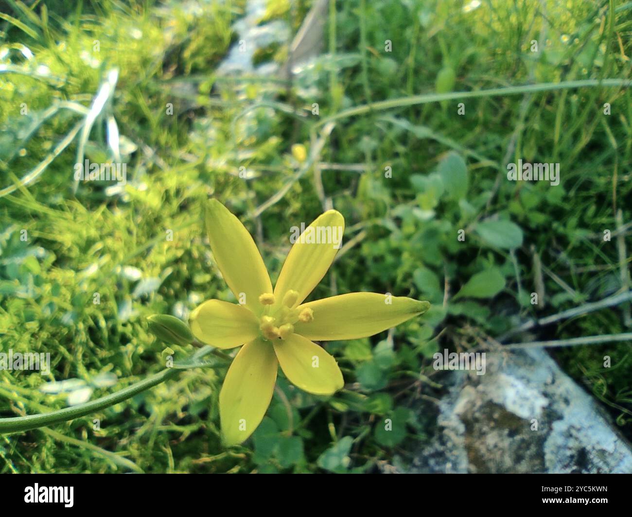Green-flowered Gagea (Gagea chlorantha) Plantae Stock Photo - Alamy