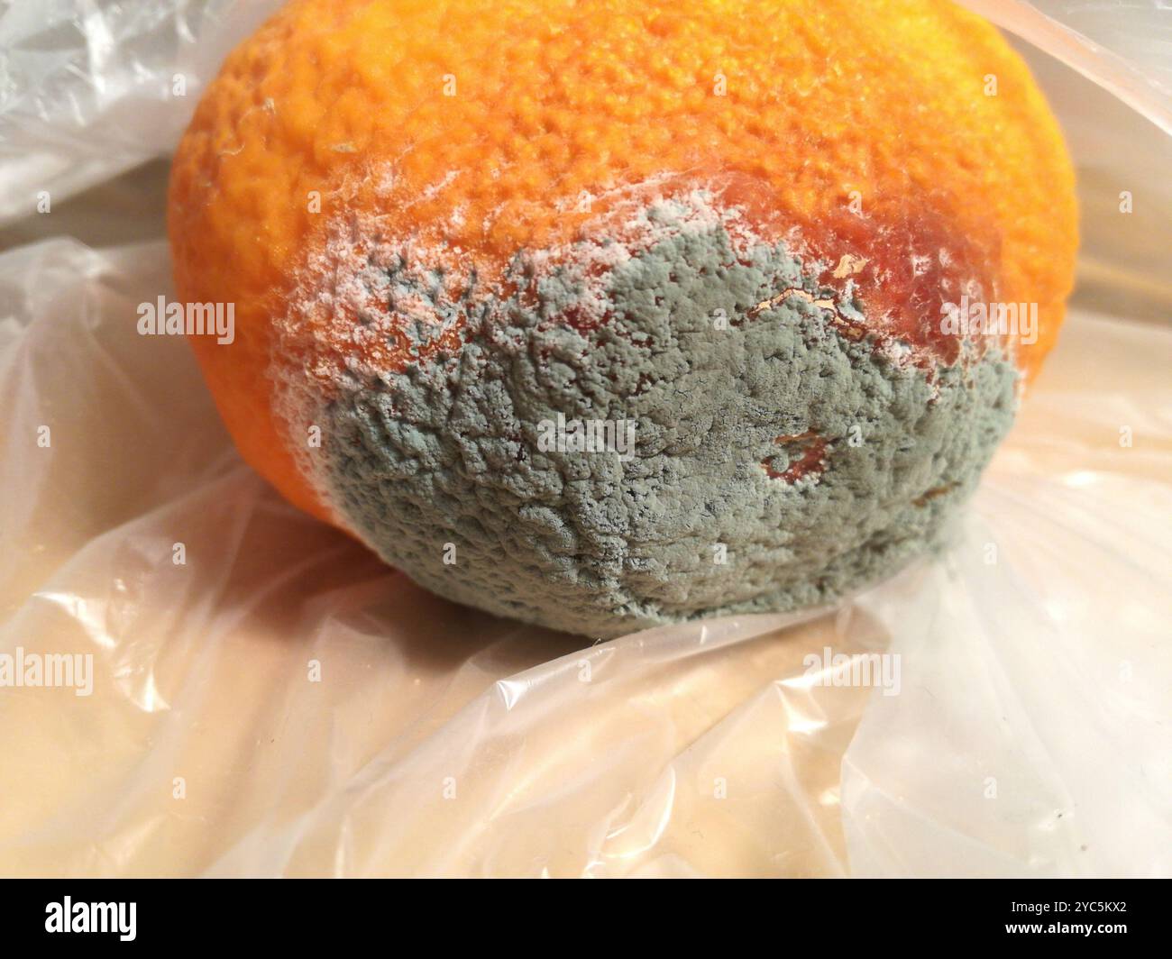 citrus green mold (Penicillium digitatum) Fungi Stock Photo - Alamy
