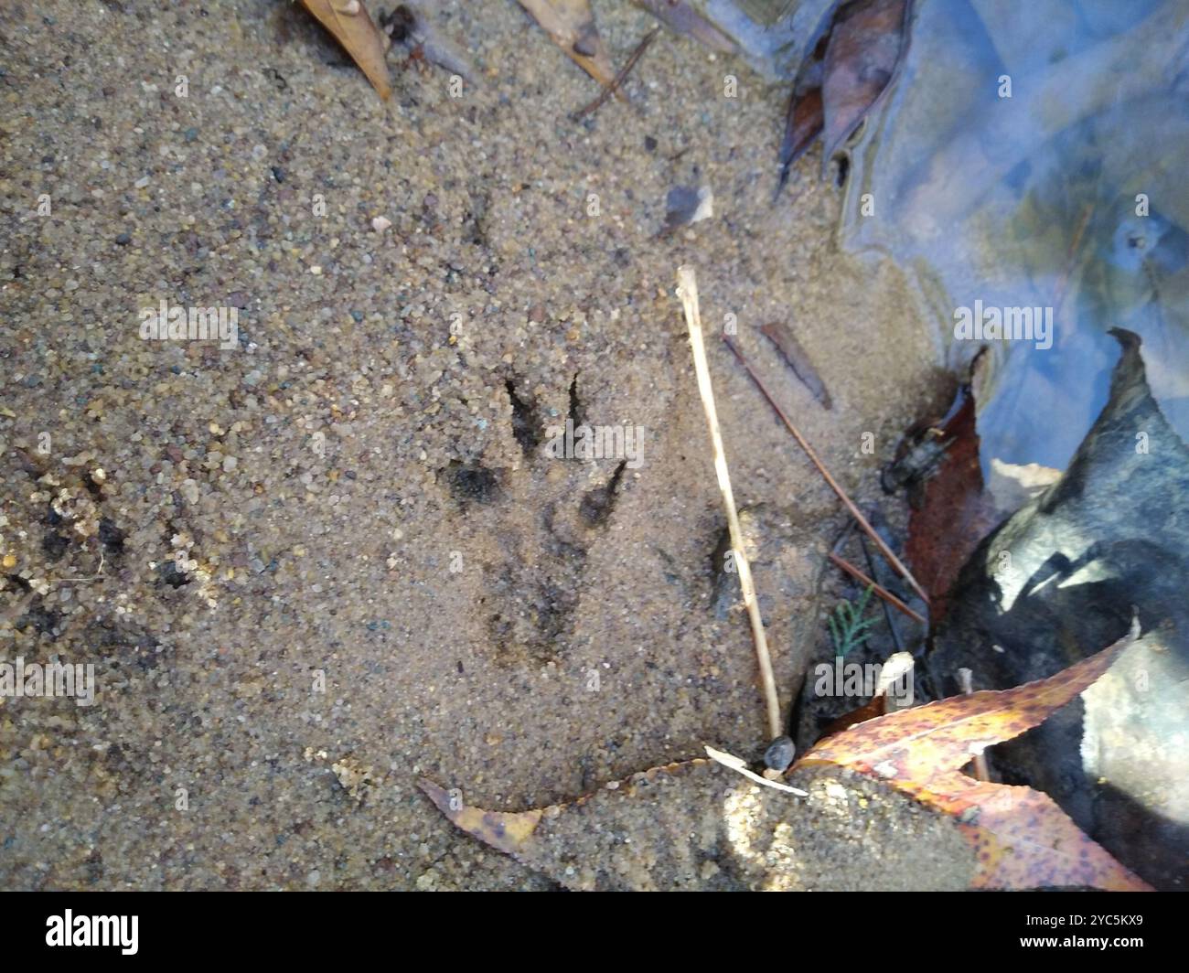 Mammals (Mammalia) Mammalia Stock Photo - Alamy