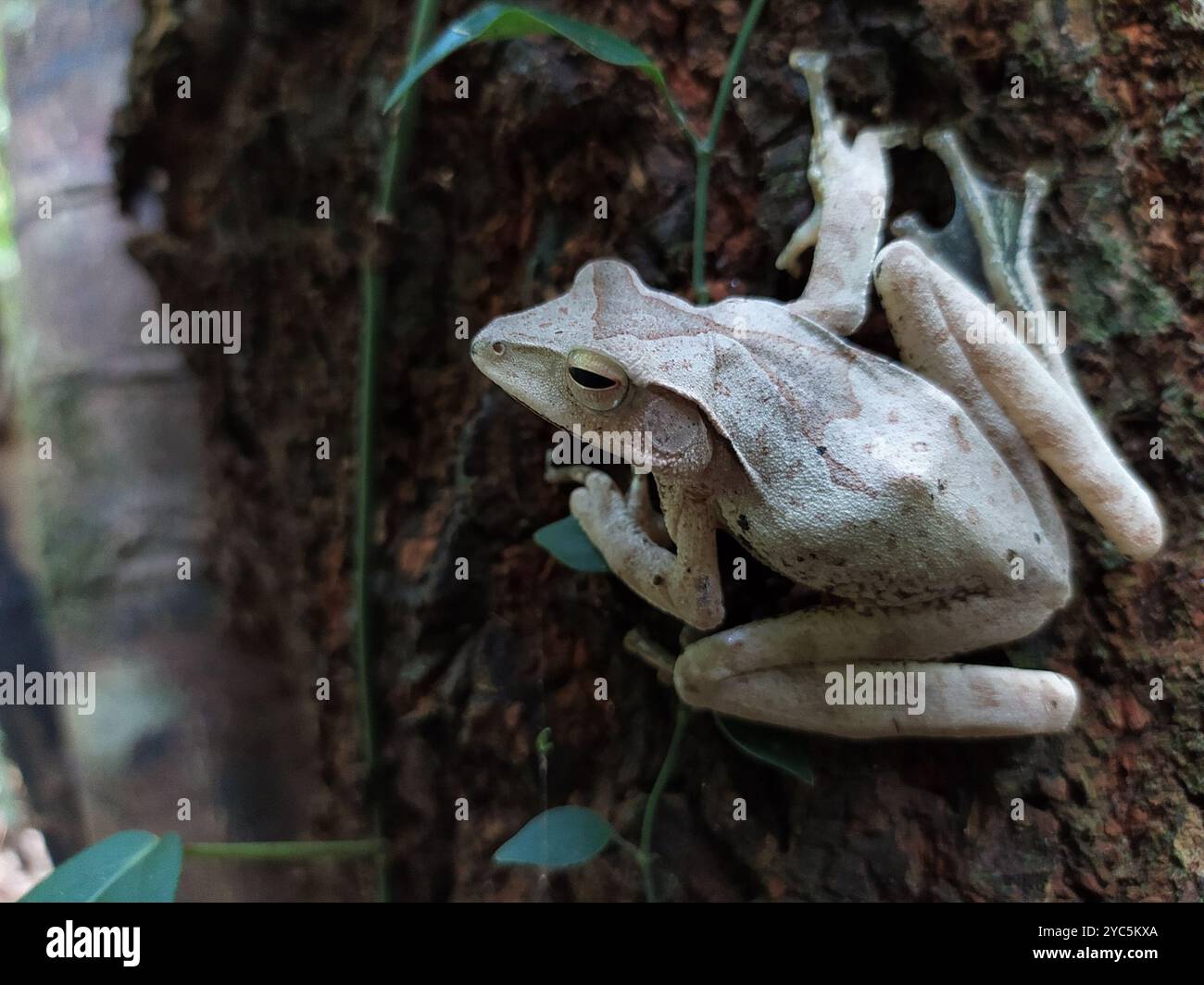 Western Tree Frog (Polypedates occidentalis) Amphibia Stock Photo - Alamy
