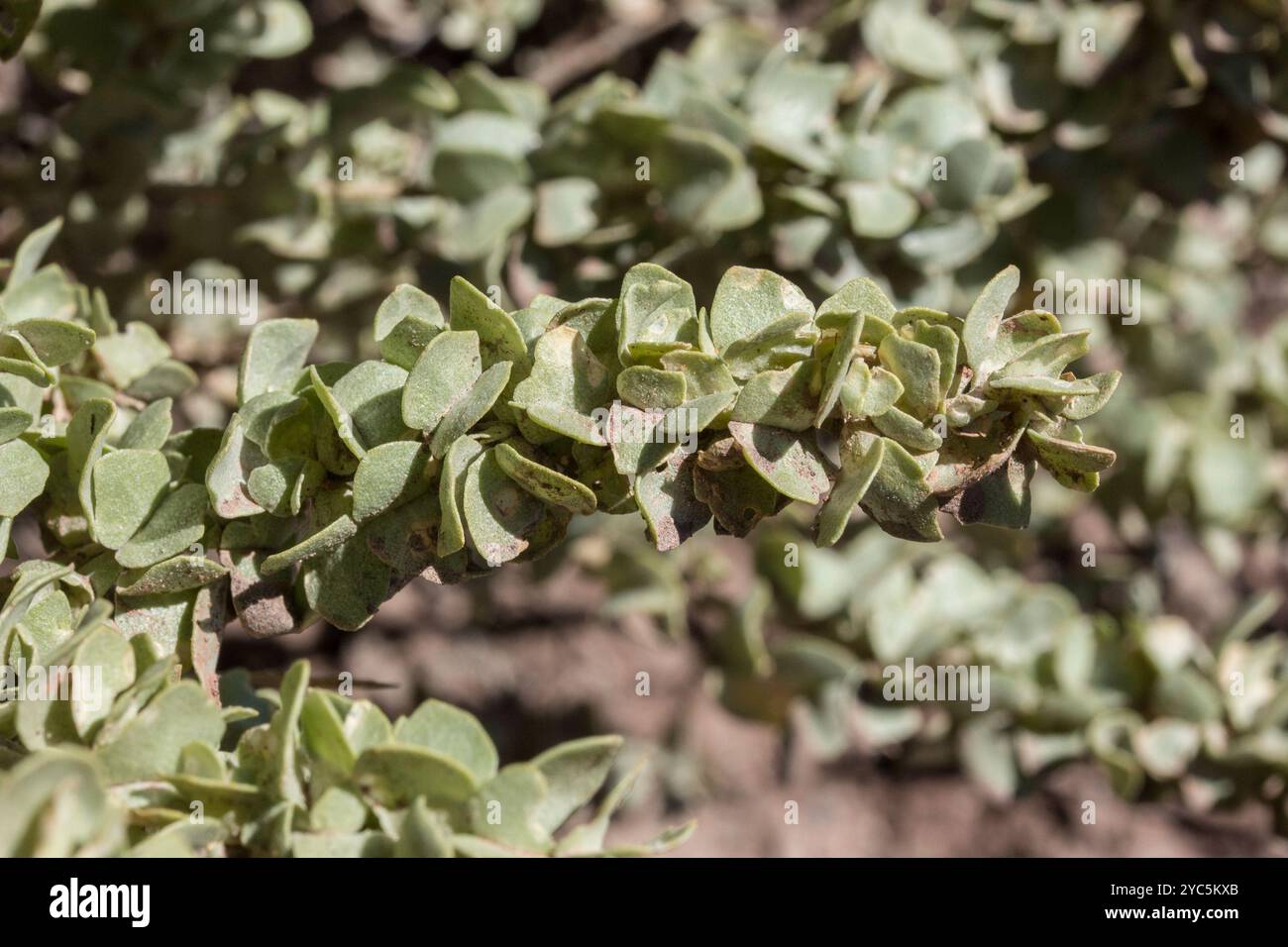 Shadscale Saltbush (Atriplex confertifolia) Plantae Stock Photo - Alamy