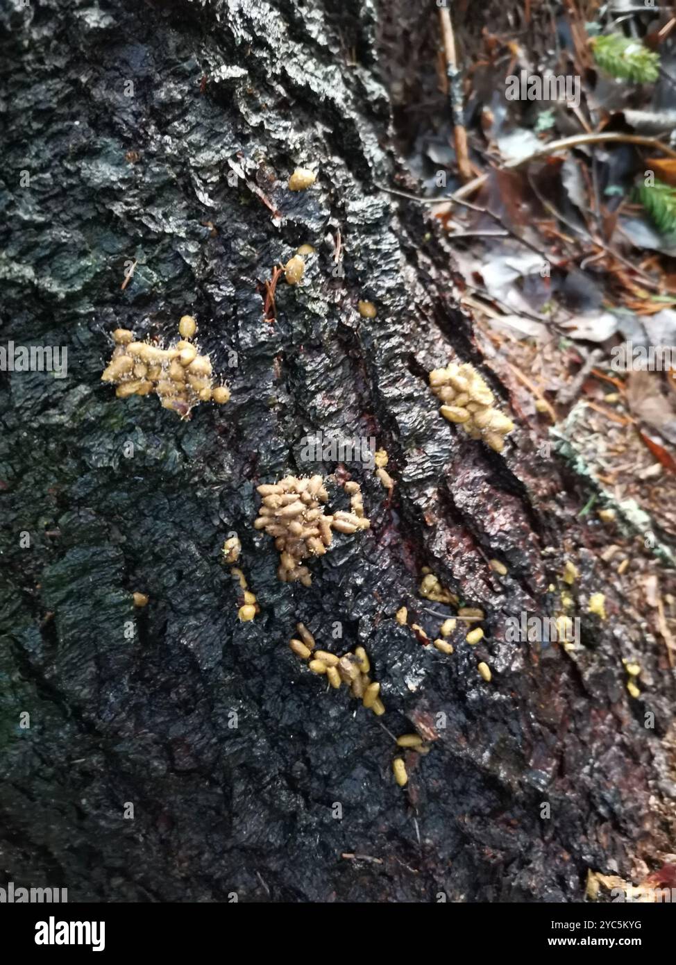 Siberian Flying Squirrel (Pteromys volans) Mammalia Stock Photo - Alamy