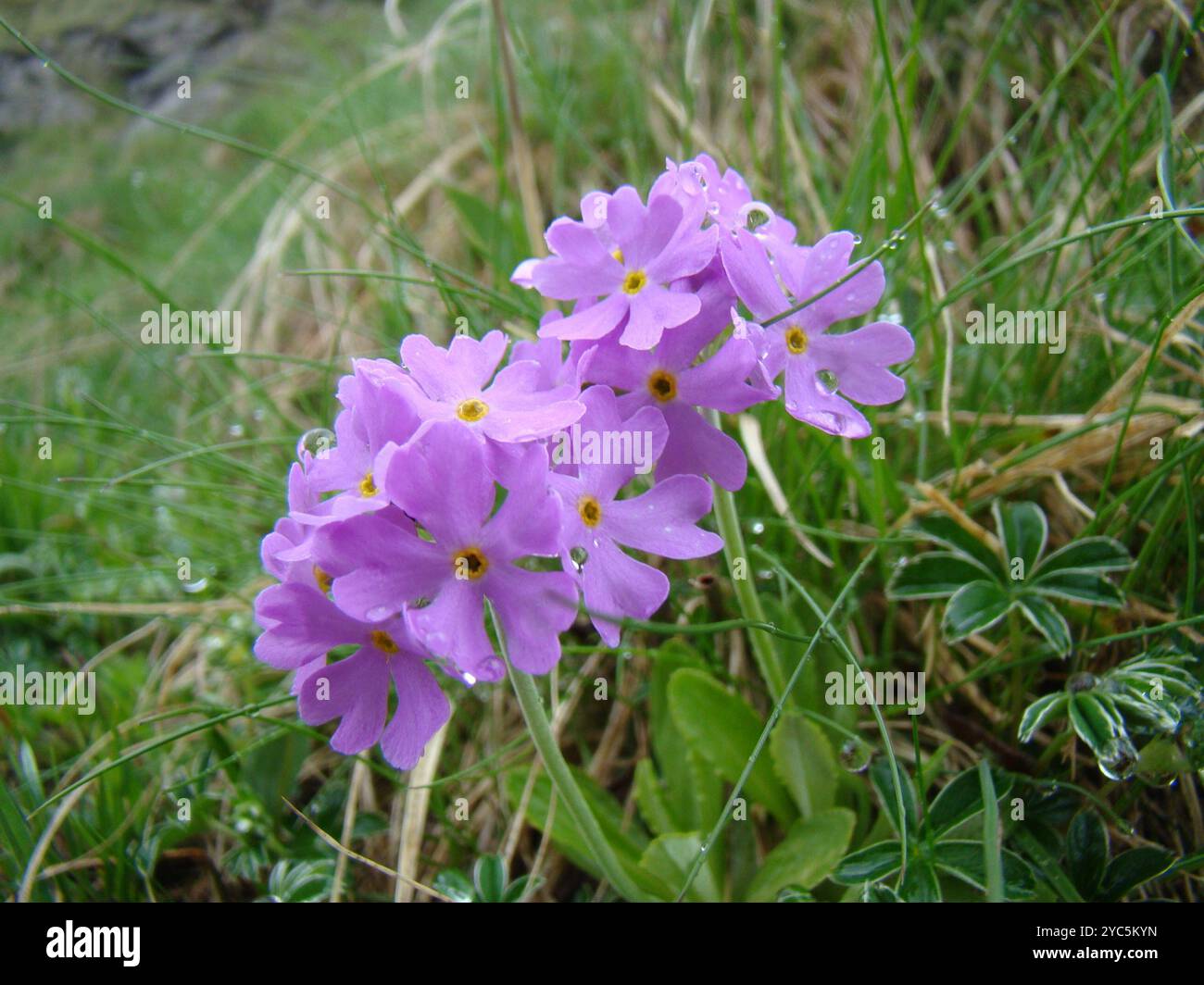 Bird's-eye Primrose (Primula farinosa) Plantae Stock Photo - Alamy