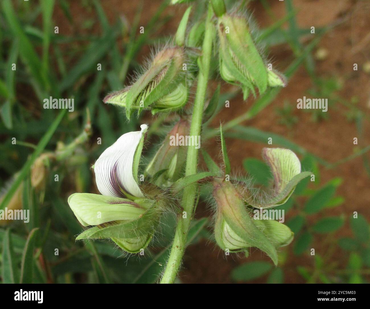 Rattle Bush (Crotalaria burkeana) Plantae Stock Photo - Alamy